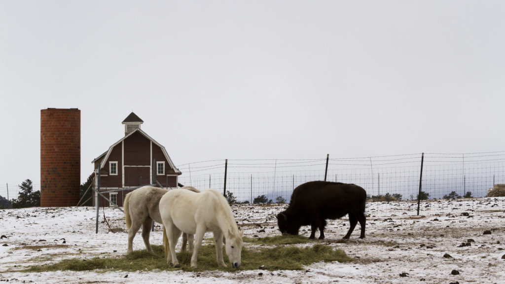 Efficient Heated Barn Solutions: Keep Animals Safe This Winter