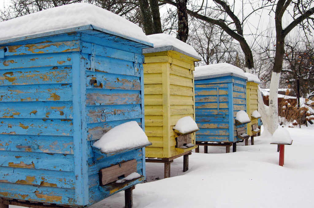 Keep Bees Warm in Winter: Essential Tips with Bee Blankets